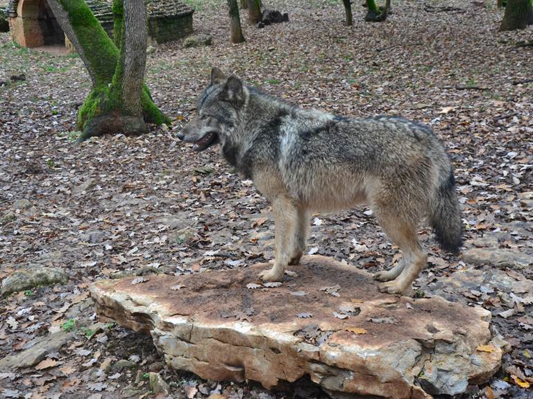 PARC ANIMALIER DE GRAMAT - GRAMAT - FRANCE