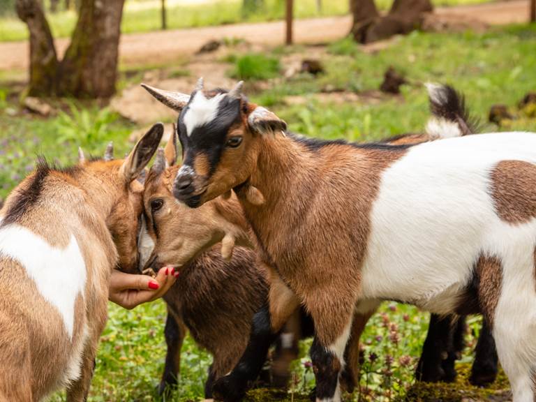 PARC ANIMALIER DE GRAMAT - GRAMAT - FRANCE