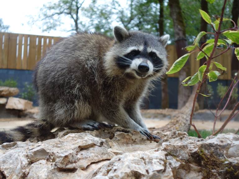 PARC ANIMALIER DE GRAMAT - GRAMAT - FRANCE